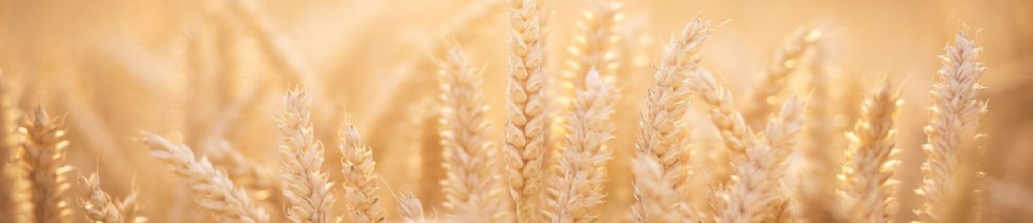 Pathogenesis - Celiac Disease Center at Columbia University Medical ...